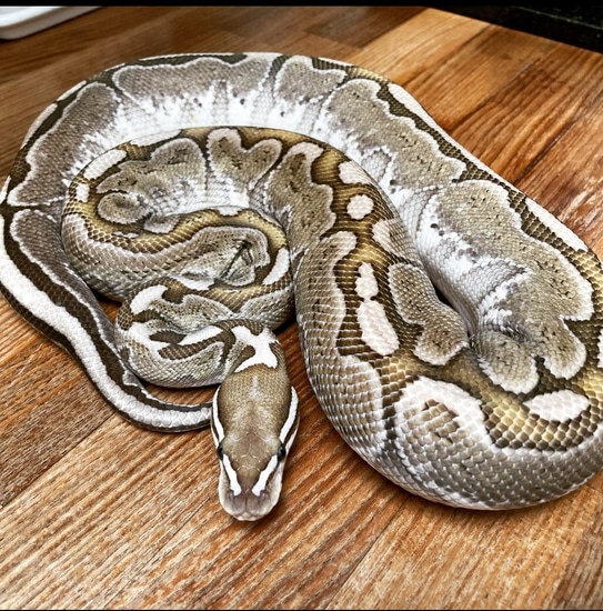 Bamboo Ball Python by Python King