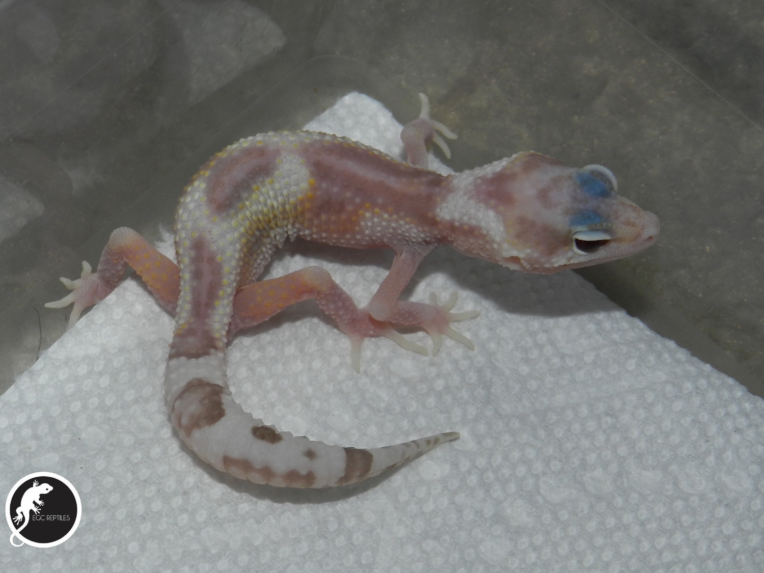 Mack Snow Raptor (Probable Raptor Snowglow) Het Blizzard Leopard Gecko ...