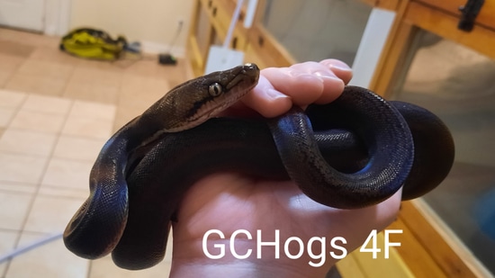 2021 Golden Child POS Het Ogs Reticulated Python by Eggtoothreptiles