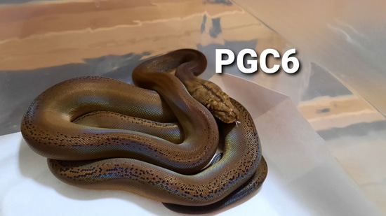 Phantom Golden Child Reticulated Python by Eggtoothreptiles