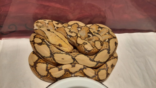 Mocha Reticulated Python by Eggtoothreptiles