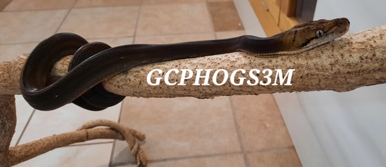 Golden Child Pos Hogs Reticulated Python by Eggtoothreptiles