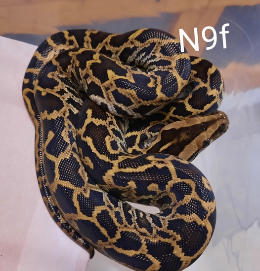 Normal Burmese Python by Eggtoothreptiles