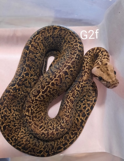 Granite Burmese Python by Eggtoothreptiles