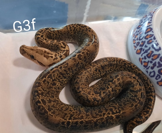 Granite Burmese Python by Eggtoothreptiles