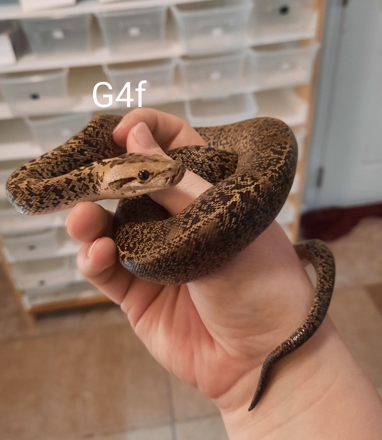 Granite Burmese Python by Eggtoothreptiles - MorphMarket