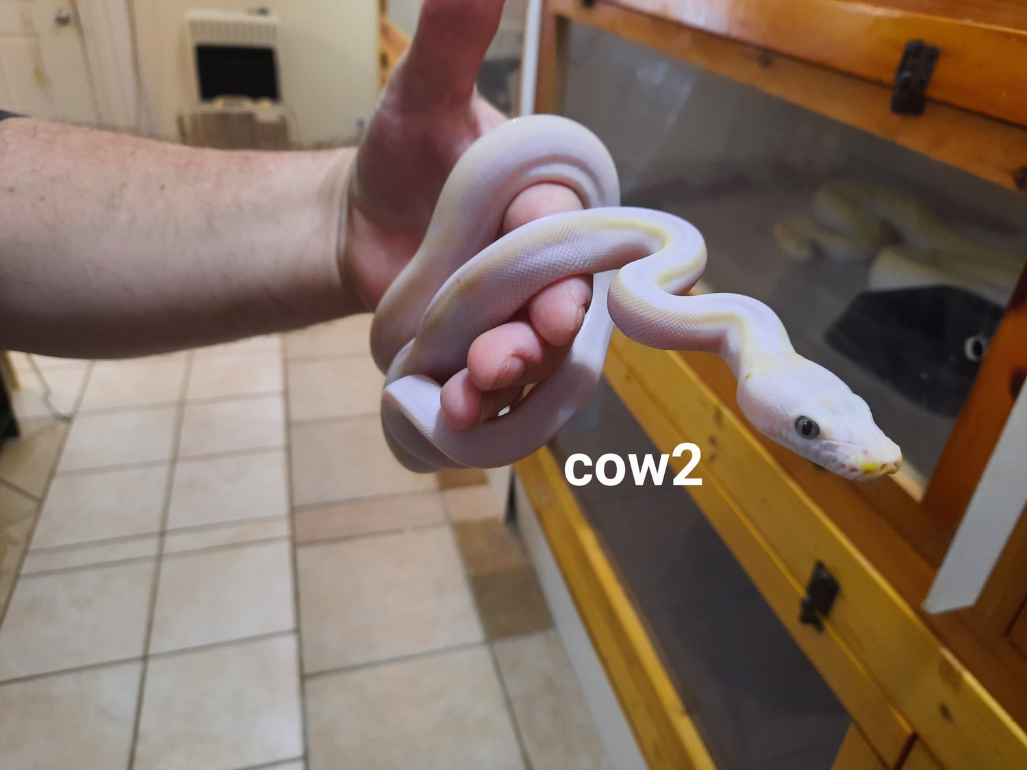 Cow Reticulated Python by Eggtoothreptiles - MorphMarket