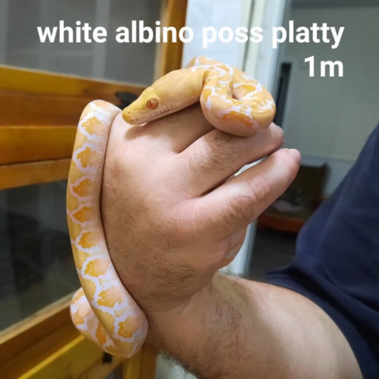 White Phase Albino Reticulated Python by Eggtoothreptiles