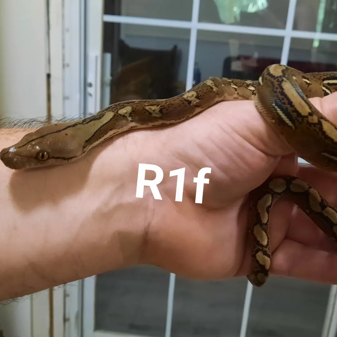 Normal Female Reticulated Python by Eggtoothreptiles - MorphMarket
