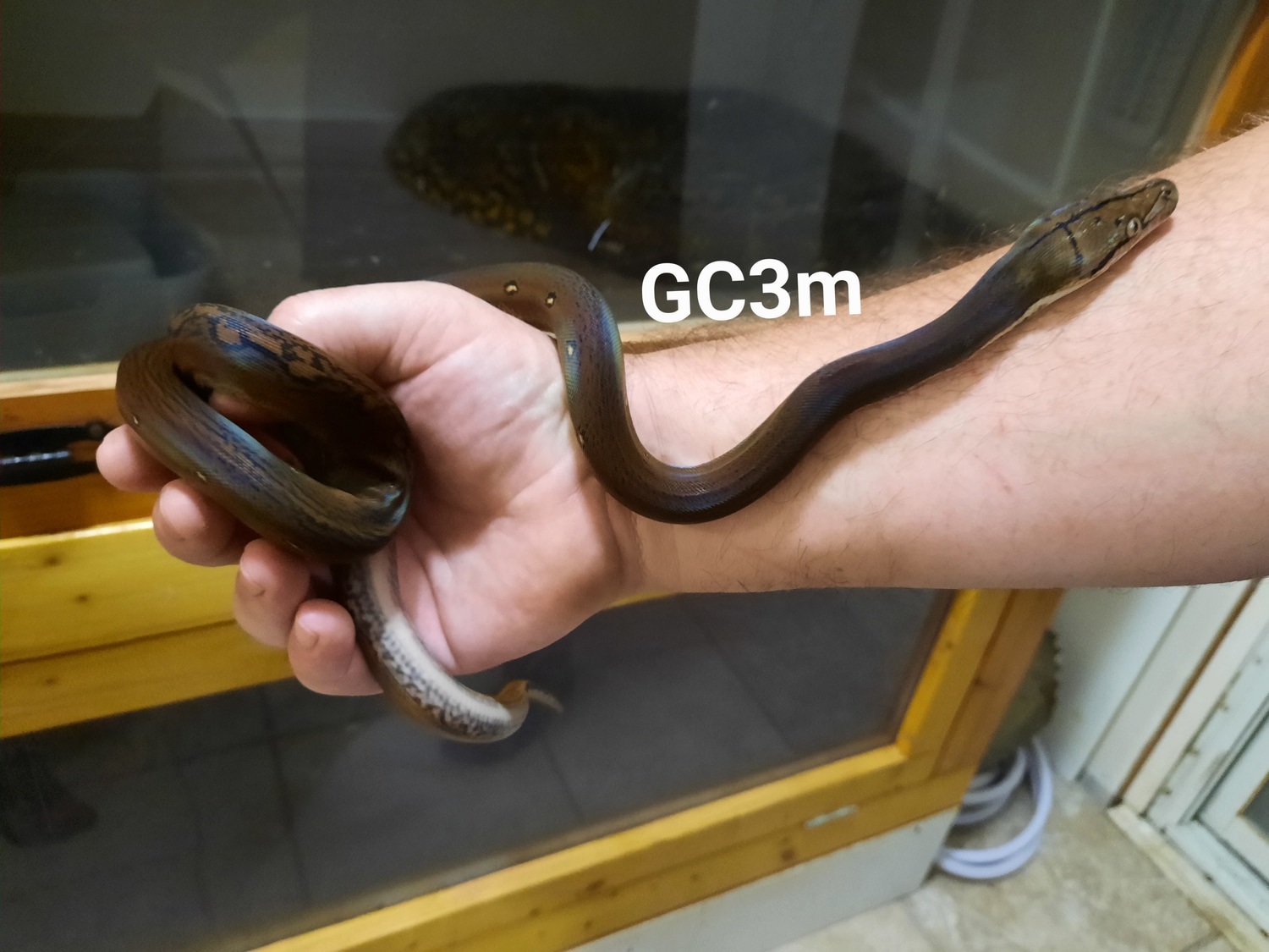 Golden Child Reticulated Python by Eggtoothreptiles - MorphMarket