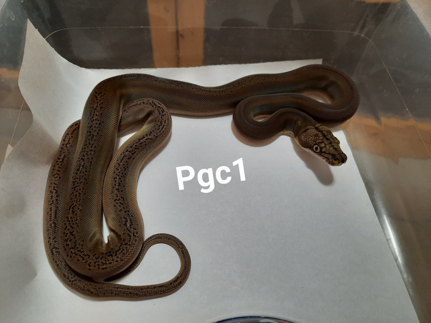 Phantom Golden Child Reticulated Python by Eggtoothreptiles - MorphMarket