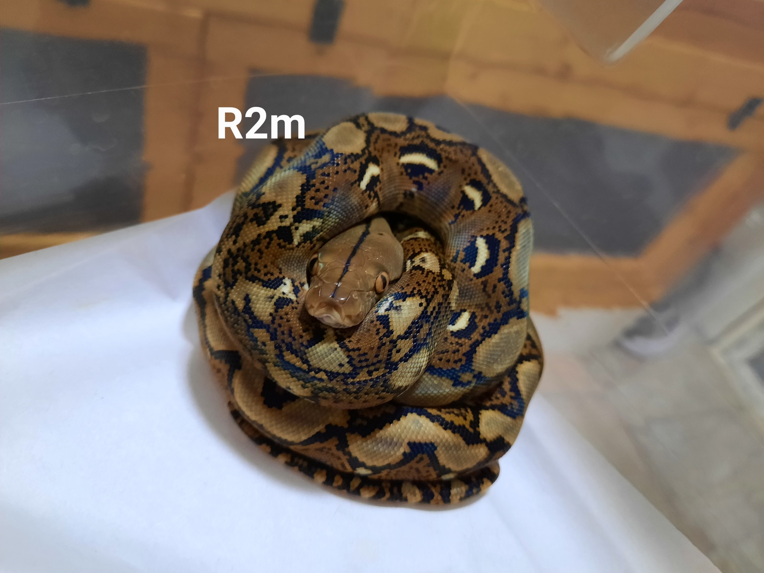 Normal Reticulated Python by Eggtoothreptiles - MorphMarket