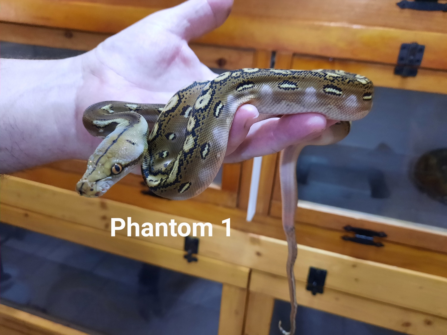Phantom Reticulated Python by Eggtoothreptiles - MorphMarket