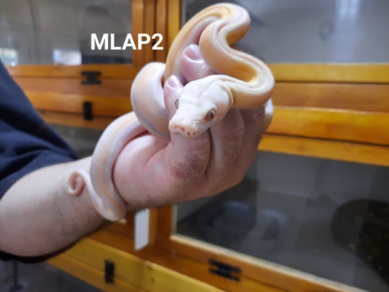 Lavender Albino Motley Platinum Reticulated Python by Eggtoothreptiles