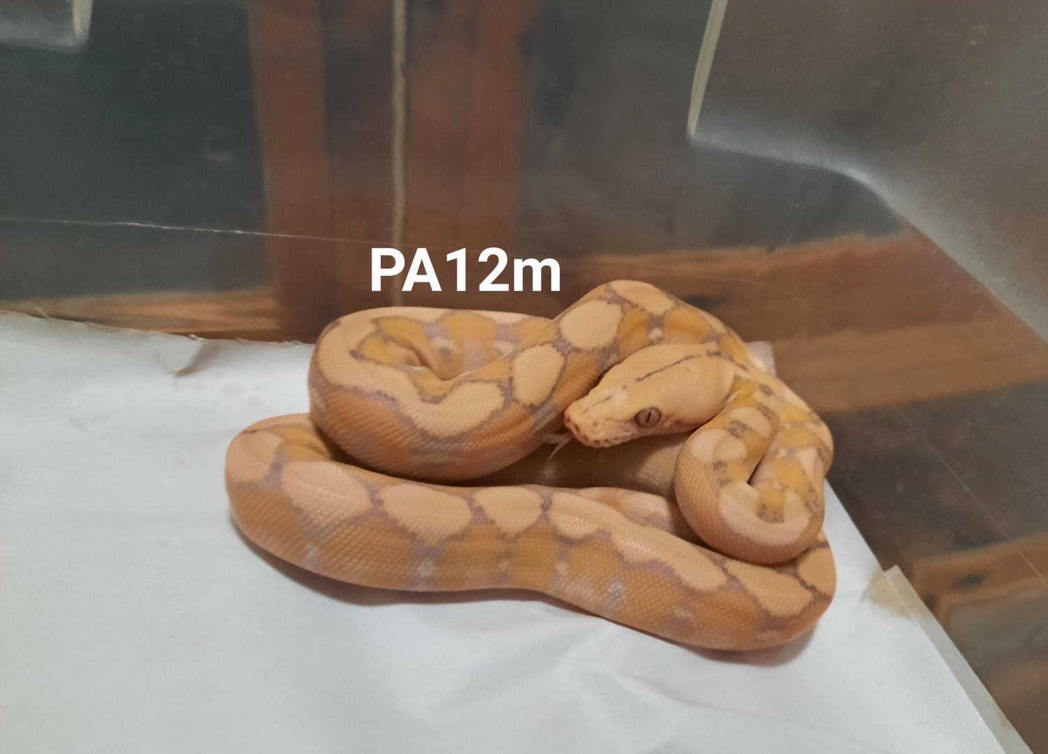 Purple Albino Reticulated Python by Eggtoothreptiles - MorphMarket