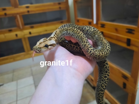 Granite Burmese Python by Eggtoothreptiles