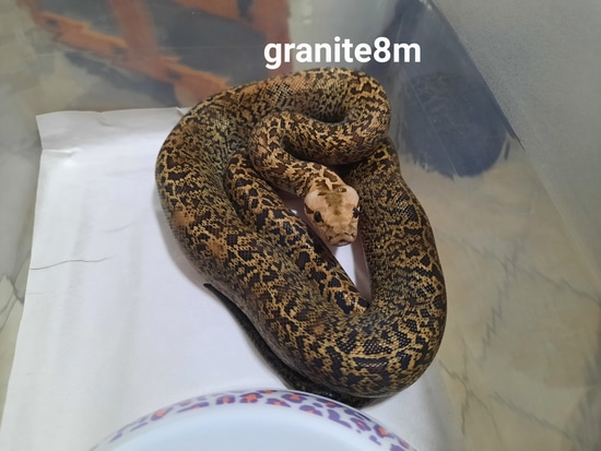 Granite Burmese Python by Eggtoothreptiles