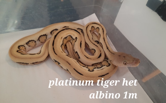 Platinum Tiger Reticulated Python by Eggtoothreptiles