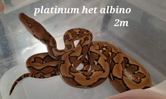 Platinum Reticulated Python by Eggtoothreptiles