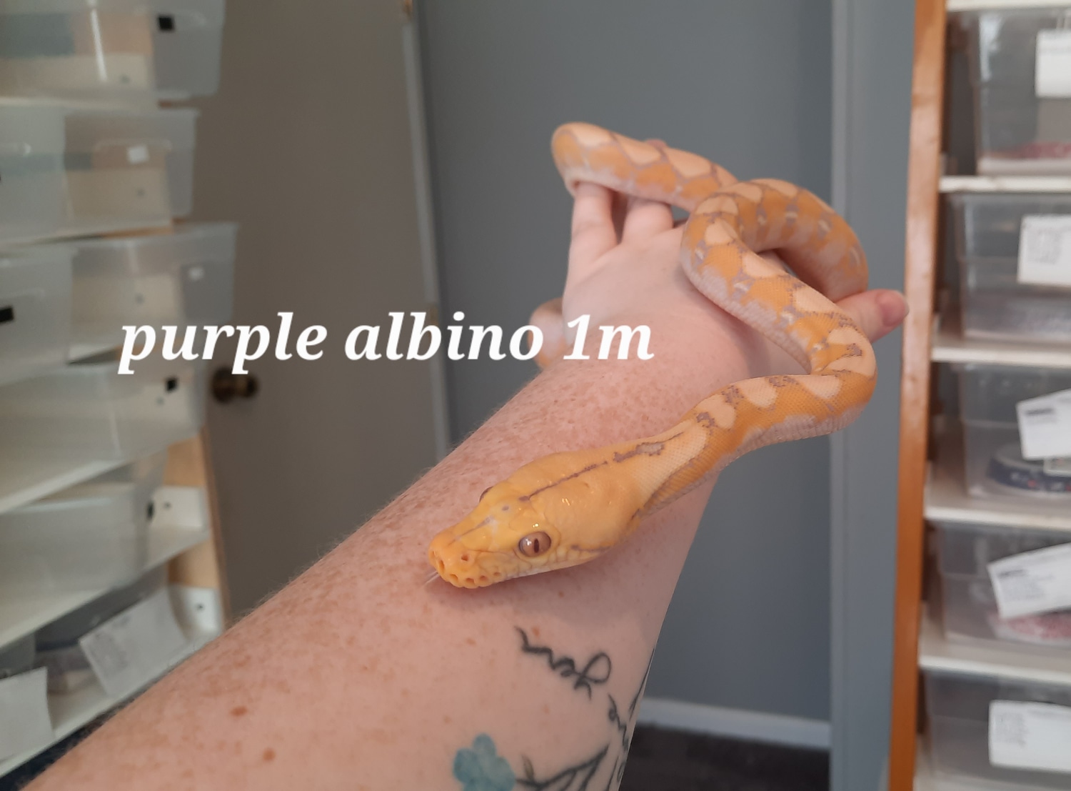 Purple Albino Reticulated Python by Eggtoothreptiles - MorphMarket