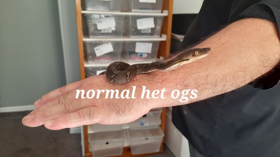 Normal Hogs Reticulated Python by Eggtoothreptiles