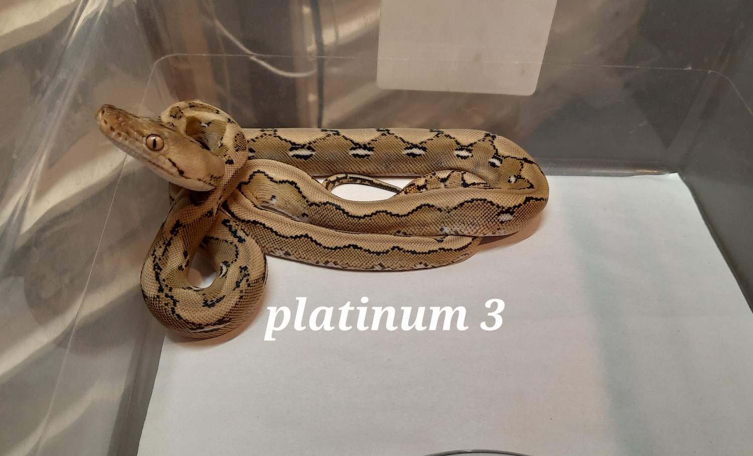 Platinum Het Albino Reticulated Python by Eggtoothreptiles - MorphMarket