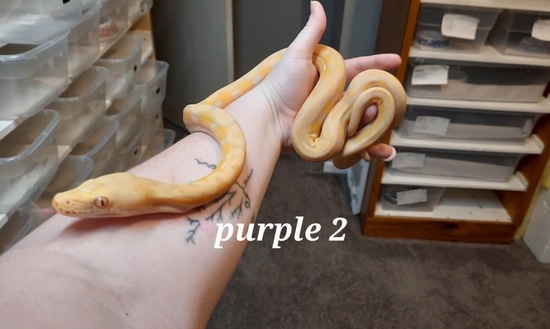 Purple Albino Reticulated Python by Eggtoothreptiles
