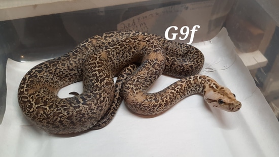 Granite Burmese Python by Eggtoothreptiles