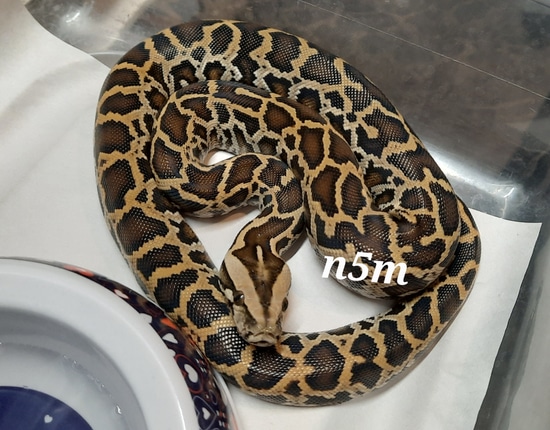 Normal Burmese Python by Eggtoothreptiles