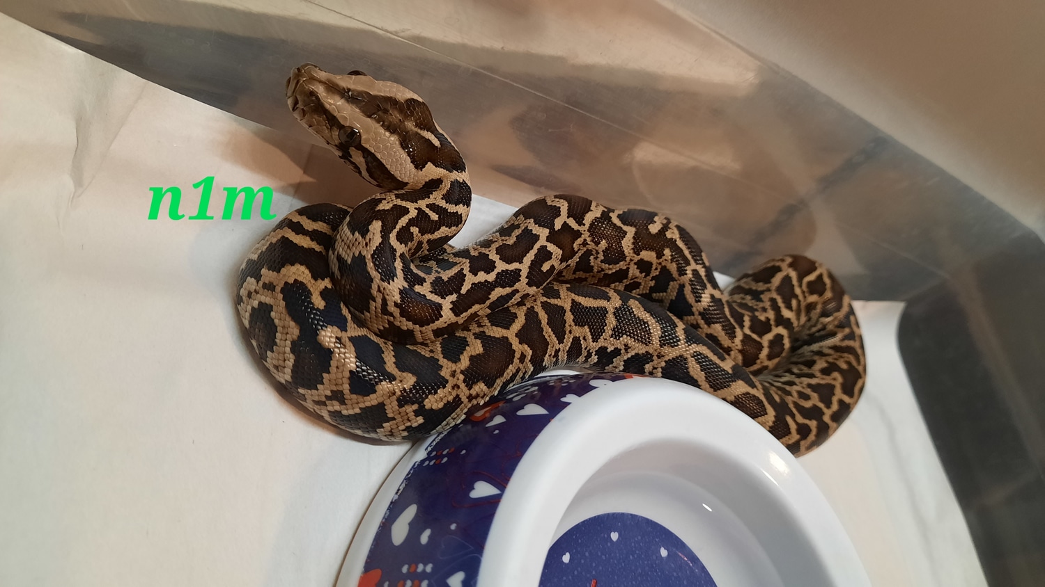 Normal Burmese Python by Eggtoothreptiles - MorphMarket