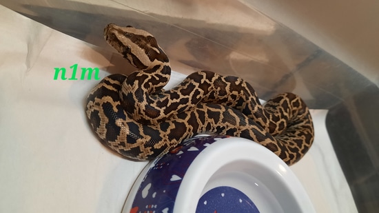 Normal Burmese Python by Eggtoothreptiles