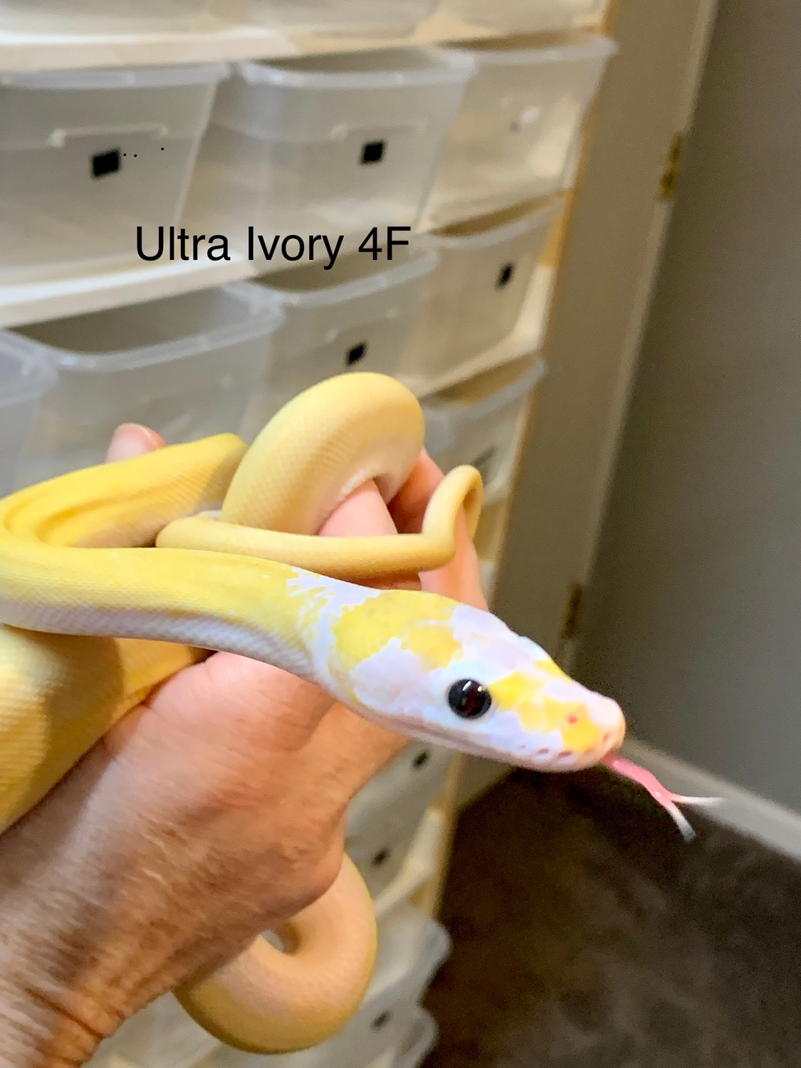 Ultra Ivory Reticulated Python by Eggtoothreptiles - MorphMarket