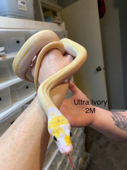 Ultra Ivory 2m Reticulated Python by Eggtoothreptiles