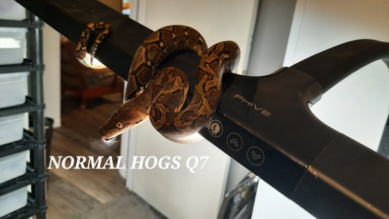 Normal Hogs Reticulated Python by Eggtoothreptiles