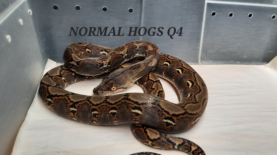 Normal Hogs Reticulated Python by Eggtoothreptiles