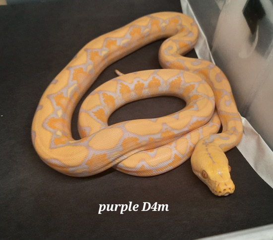 Purple Albino Reticulated Python by Eggtoothreptiles