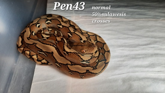 Normal 50% Sulawesis Cross Reticulated Python by Eggtoothreptiles