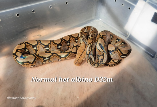 Normal Het Albino Reticulated Python by Eggtoothreptiles