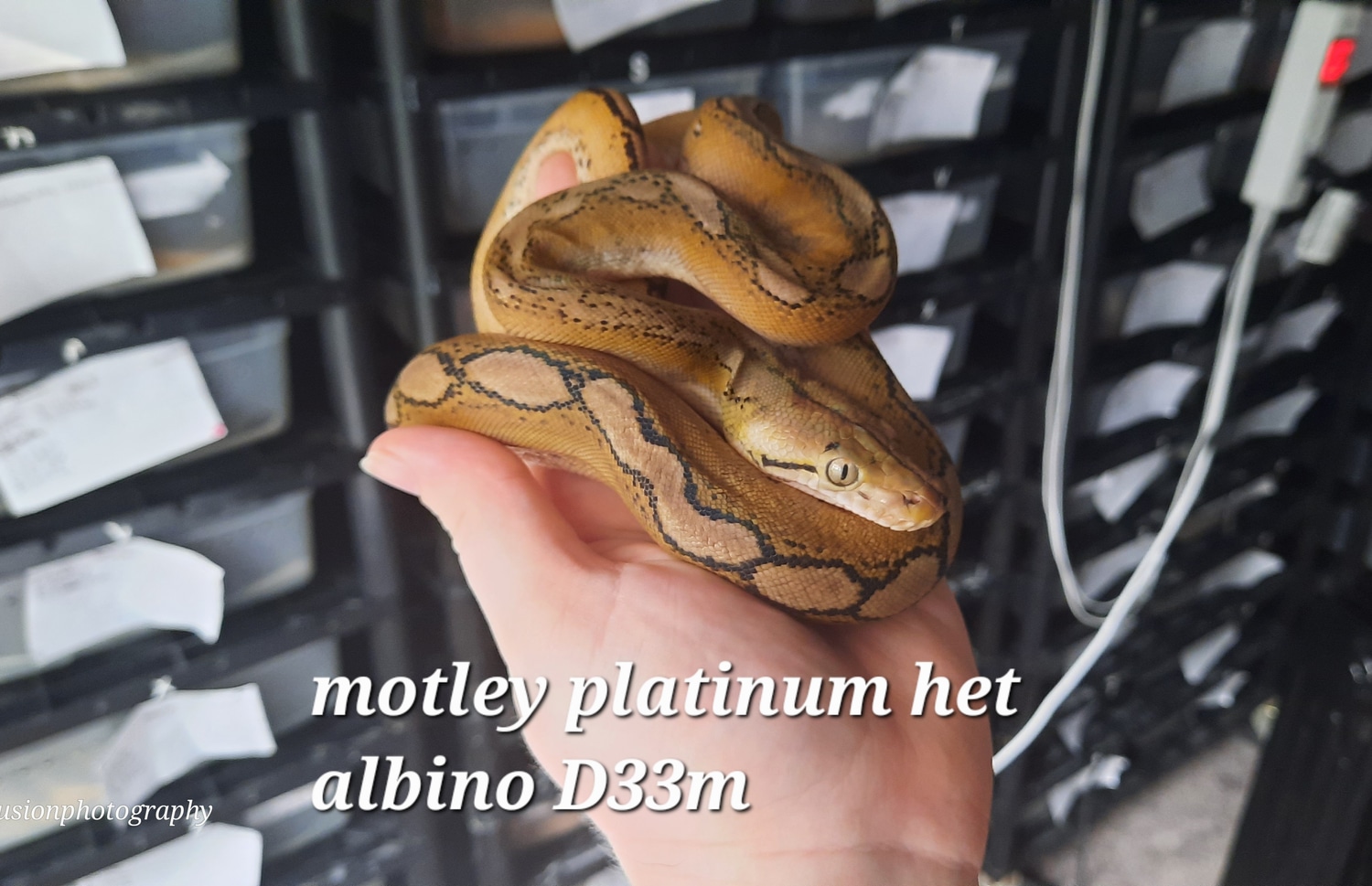 Motley Platinum Het Albino Reticulated Python by Eggtoothreptiles ...