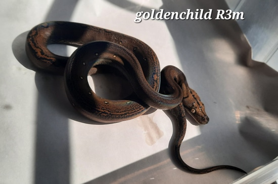 Golden Child Reticulated Python by Eggtoothreptiles