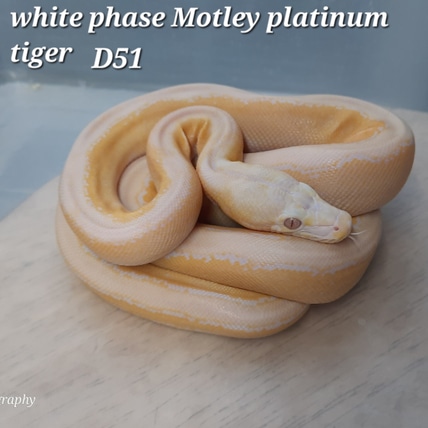 Eggtoothreptiles - MorphMarket