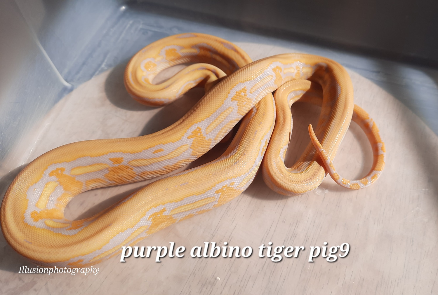 Purple Albino Tiger Reticulated Python by Eggtoothreptiles - MorphMarket