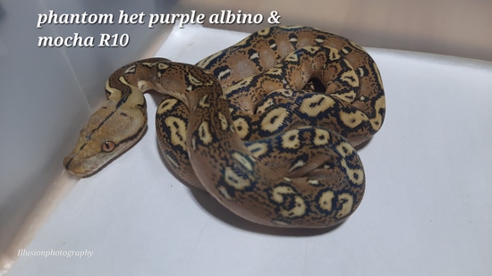 Phantom Het Mocha Or Purple Reticulated Python by Eggtoothreptiles
