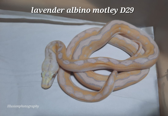 Lavender Albino Motley Reticulated Python by Eggtoothreptiles