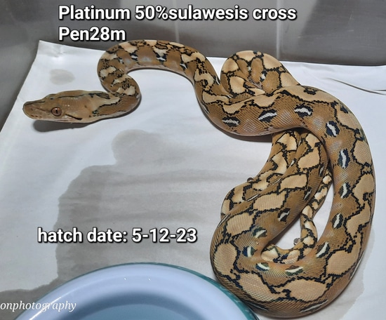 Platinum 50% Sulawesis Cross Reticulated Python by Eggtoothreptiles