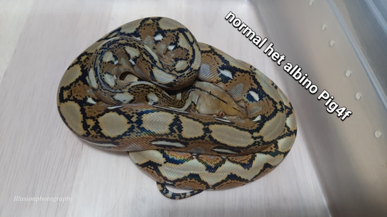 Normal Het Albino Reticulated Python by Eggtoothreptiles