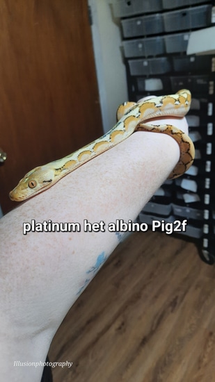 Platinum Het Albino Reticulated Python by Eggtoothreptiles