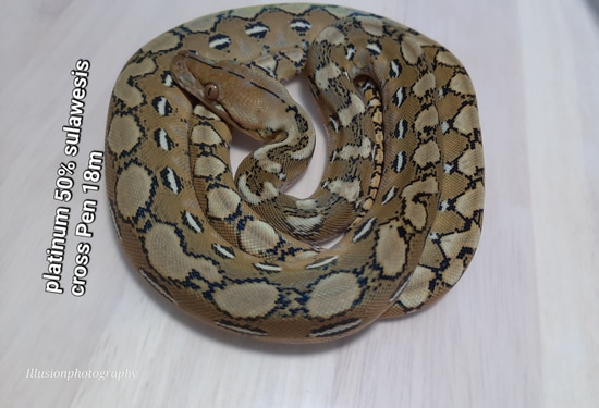 Platinum 50% Sulawesis Cross Reticulated Python by Eggtoothreptiles