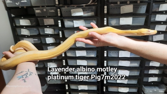 Lavender Albino Platinum Motley Tiger Reticulated Python by ...