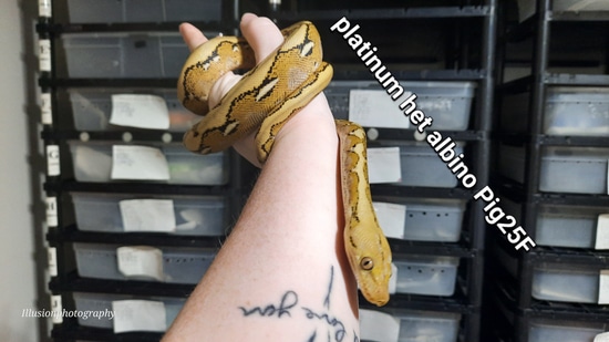 Platinum Het Albino Reticulated Python by Eggtoothreptiles